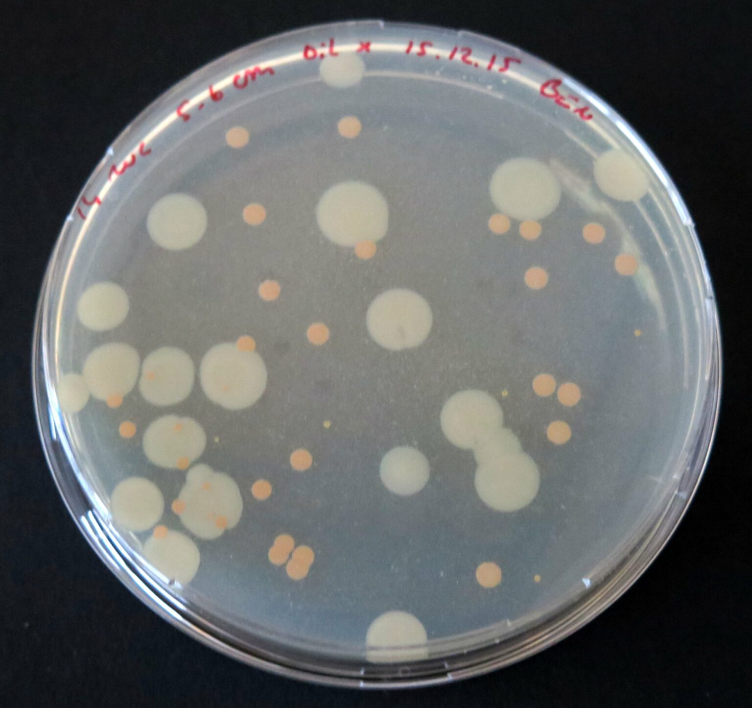 Projects – Welcome to the fascinating world of microbes